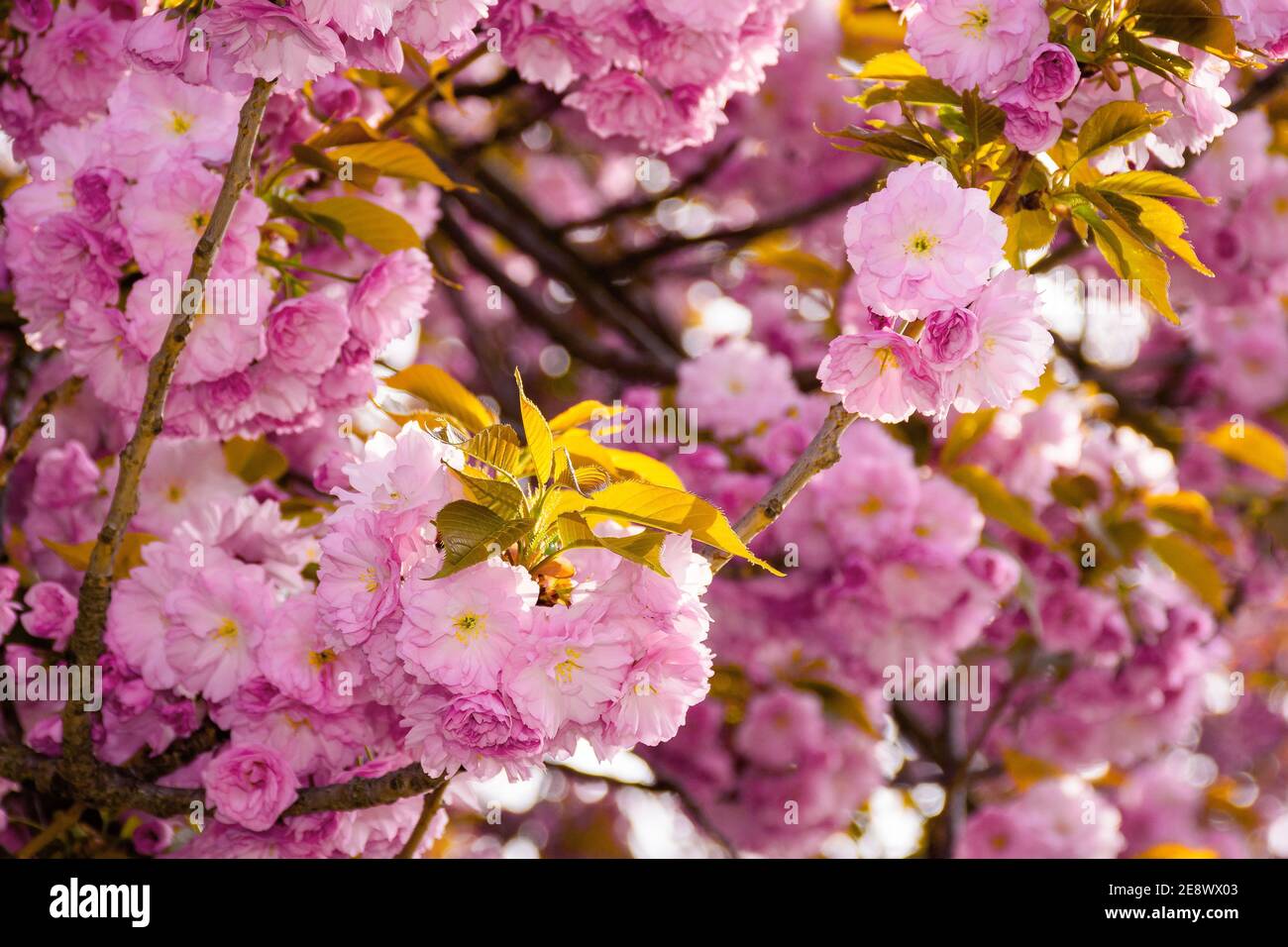 pink cherry blossom close up. beautiful nature scenery in morning light ...