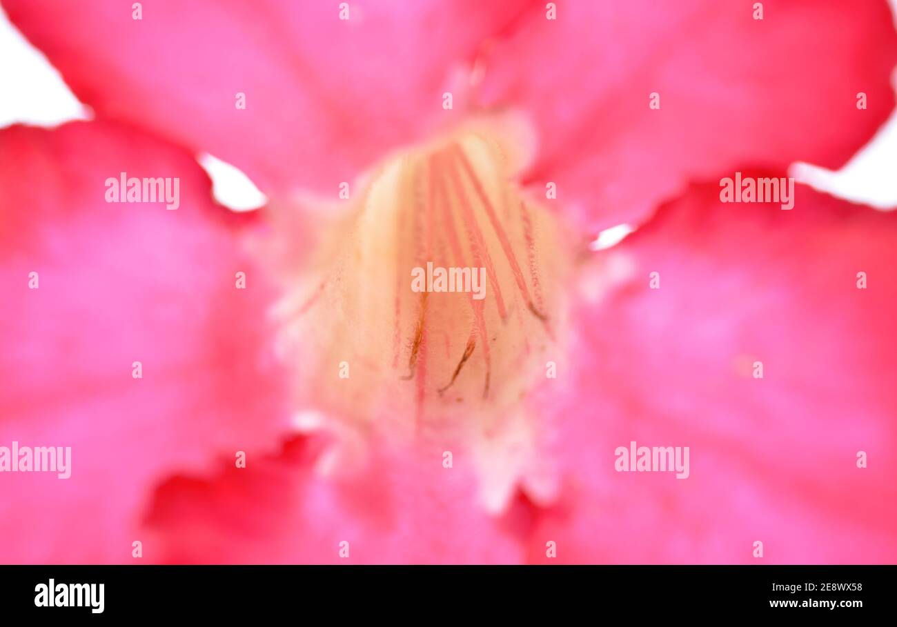 Desert hollyhock hi-res stock photography and images - Alamy