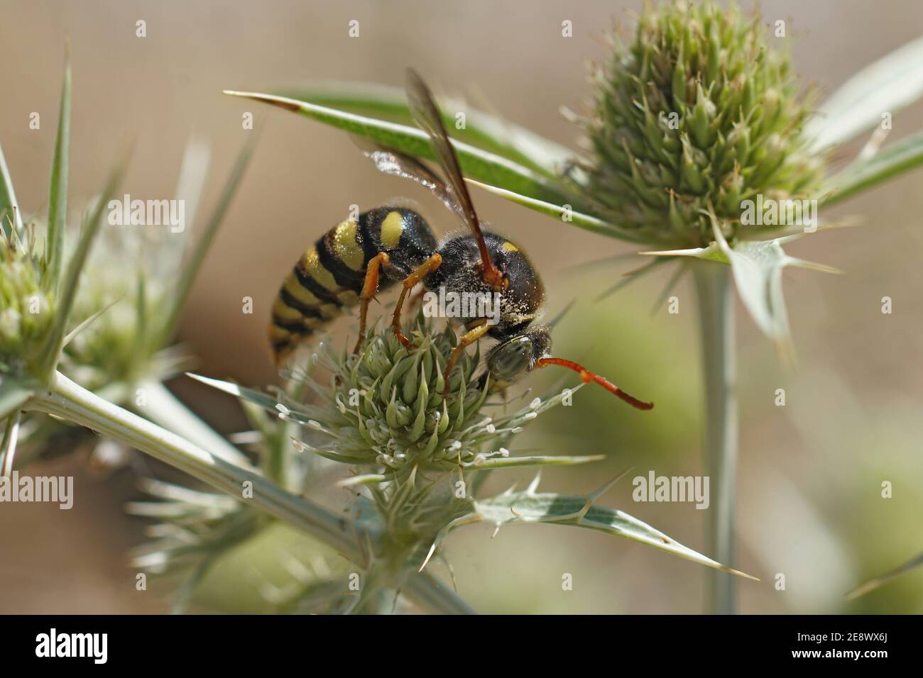 Stizus hi-res stock photography and images - Alamy