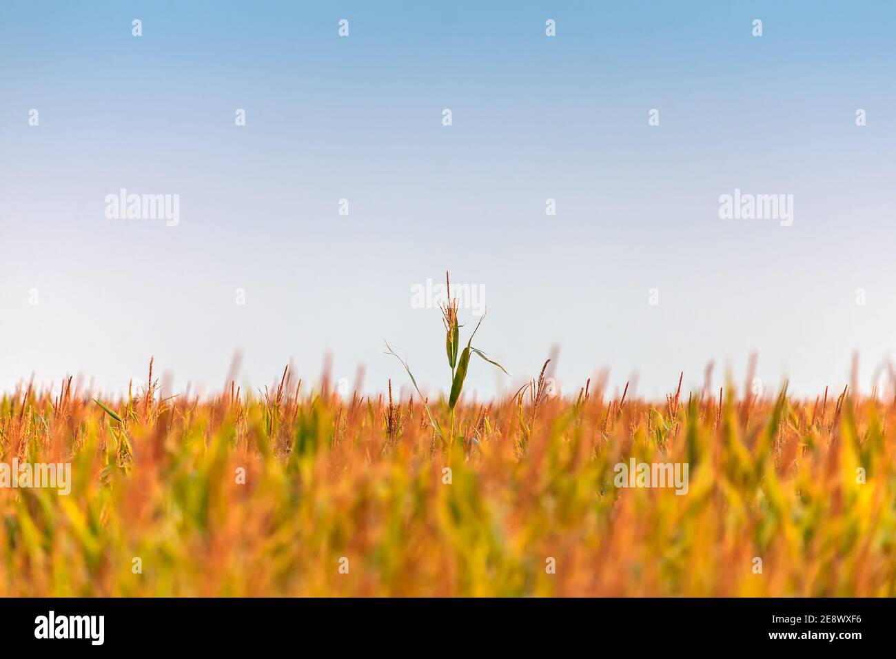 Single corn plant growing faster than the other ones in a corn field in ...