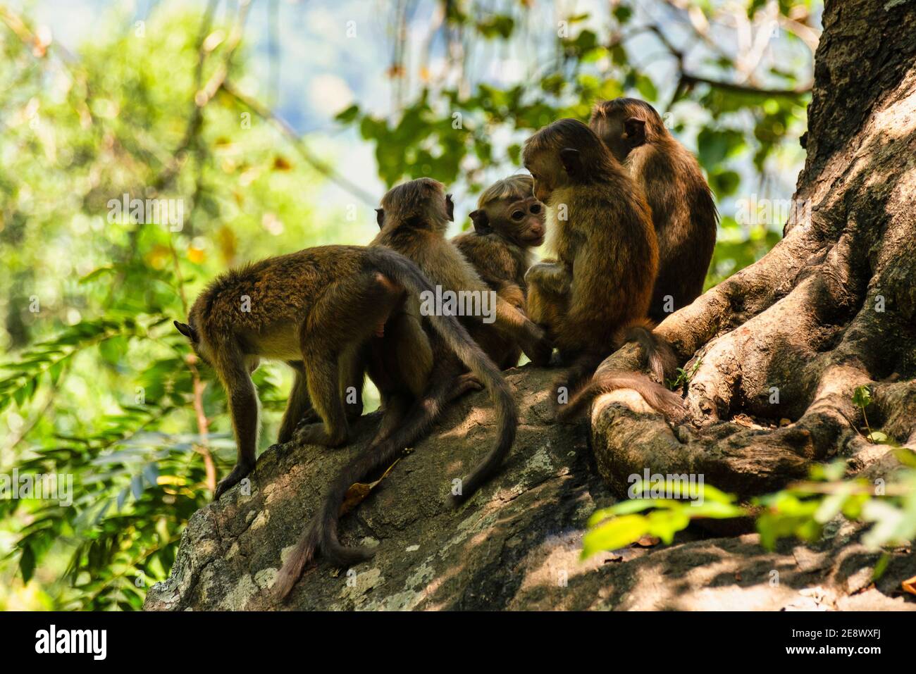 Group of young Toque macaque, macaca sinica, ceylon monkey of Sri Lanka ...