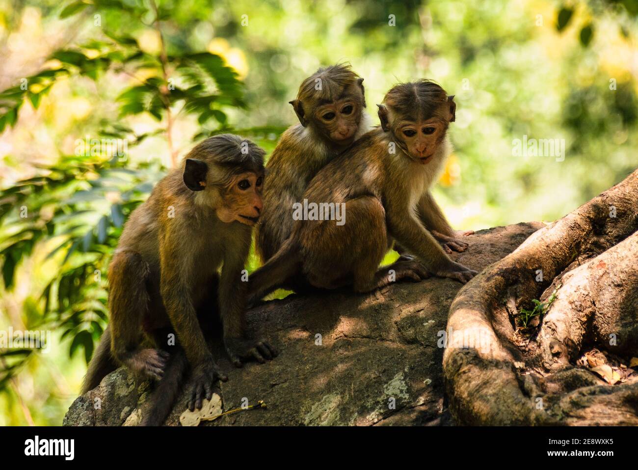 Group of young Toque macaque, macaca sinica, ceylon monkey of Sri Lanka ...