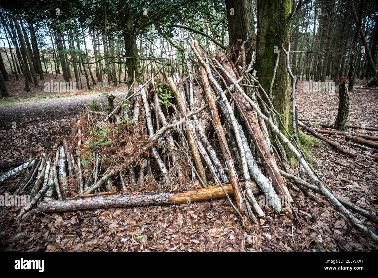 Gathered Wood Collection Stock Photo - Alamy