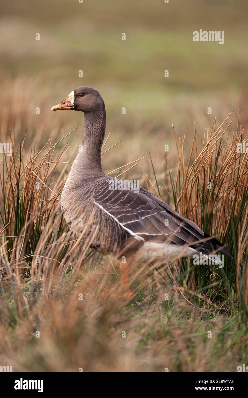 White fronted goose hi-res stock photography and images - Alamy