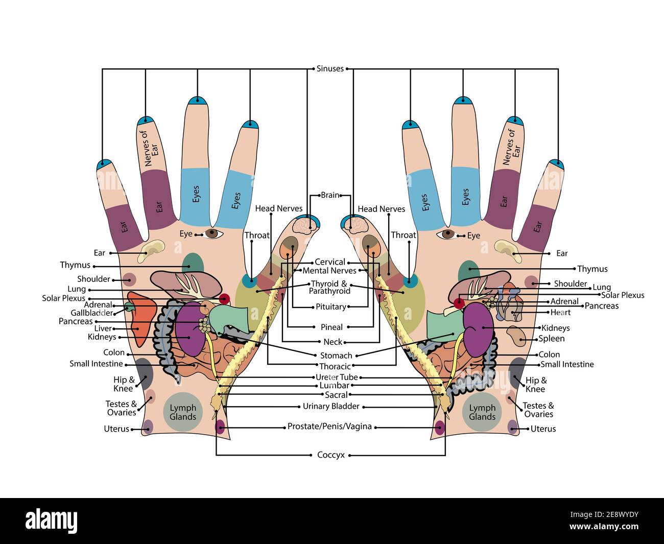 Acupuncture - Hand Illustration on white background Stock Photo - Alamy