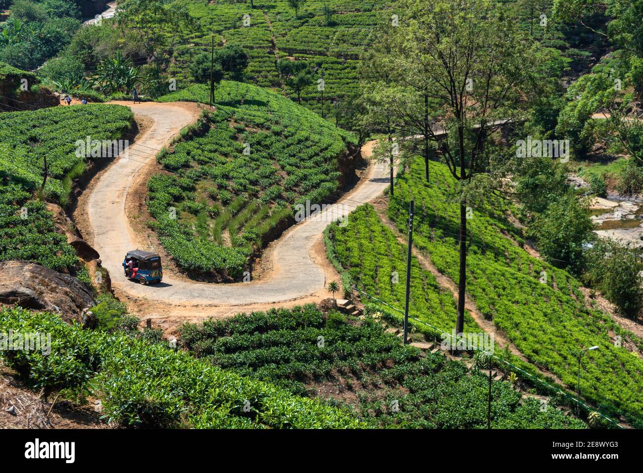 Green hills of tea plants at the mountainous are of Sri Lanka.Tea ...