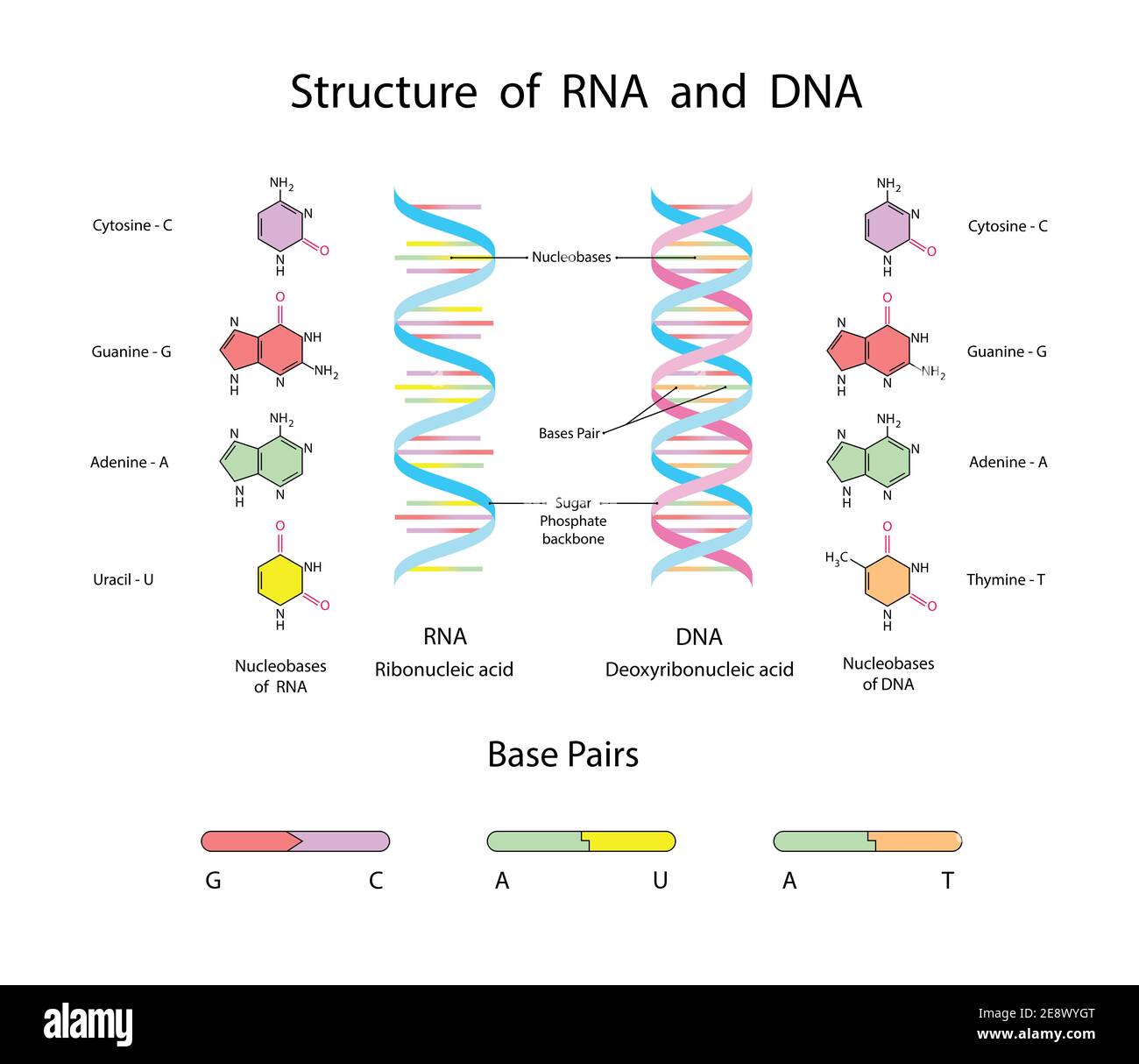 Molecular Structure Of Dna And Rna Infographic Educational Illustration On White Background