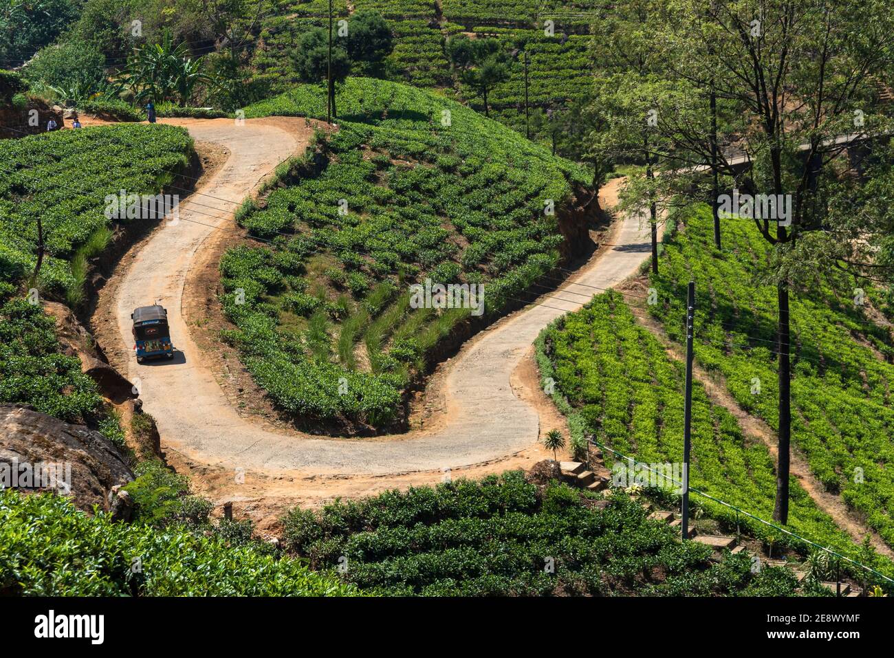 Green hills of tea plants at the mountainous are of Sri Lanka.Tea ...