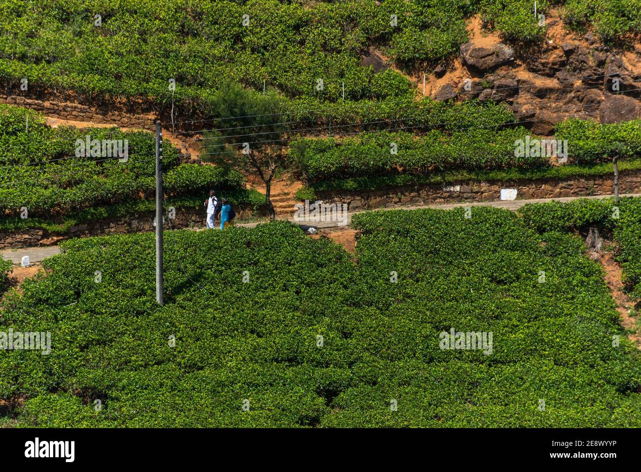 Green hills of tea plants at the mountainous are of Sri Lanka.Tea ...
