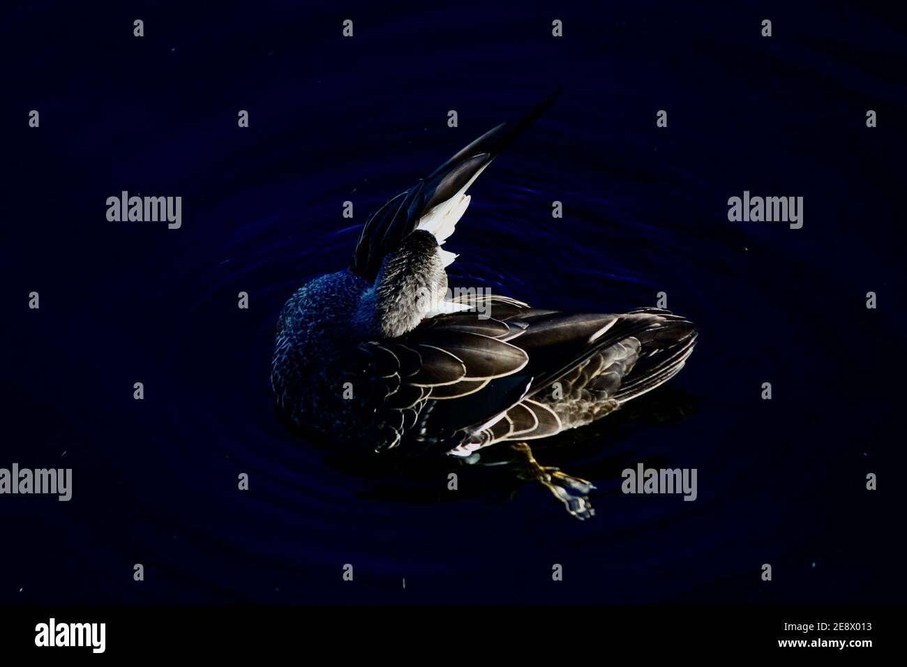 Artistic picture of a duck hiding Stock Photo - Alamy