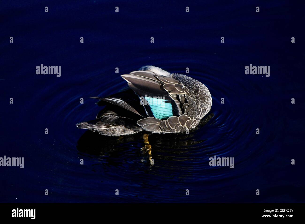 Artistic picture of a duck hiding Stock Photo - Alamy