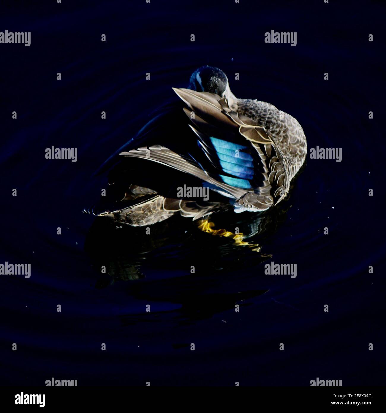Artistic picture of a duck hiding Stock Photo - Alamy