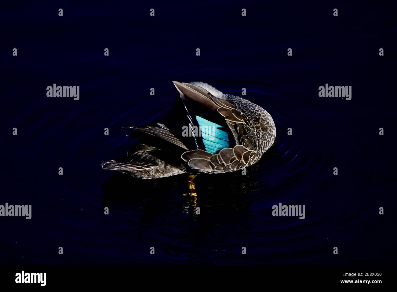 Artistic picture of a duck hiding Stock Photo - Alamy