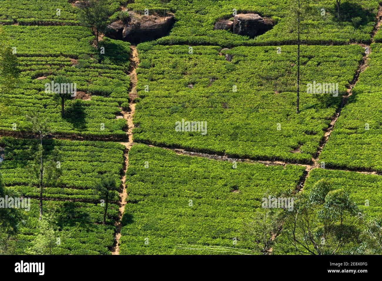 Damro tea estate hi-res stock photography and images - Alamy