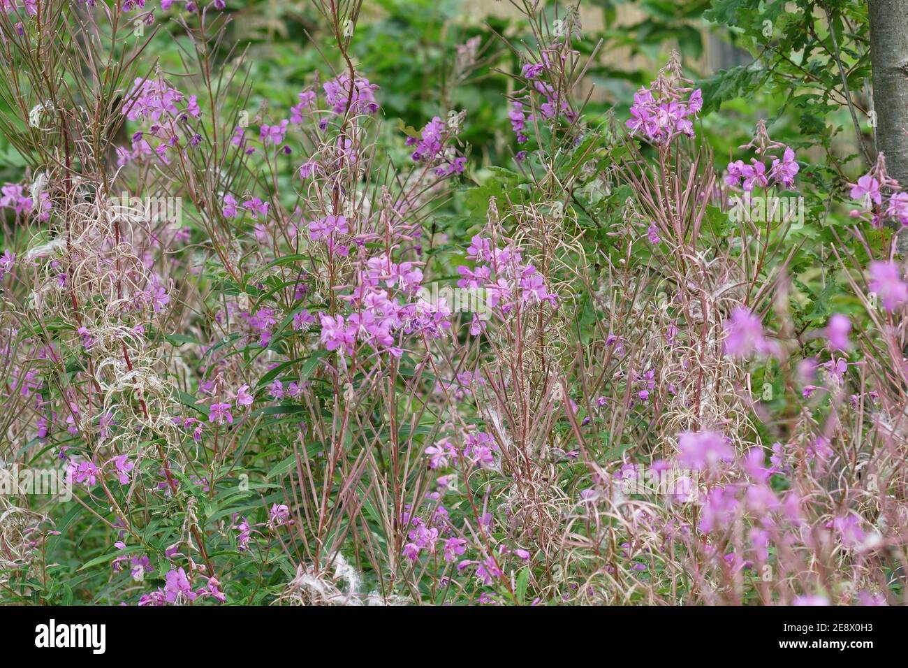 Purple flowers of the fireweed, Chamaenerion angustifolium Stock Photo ...