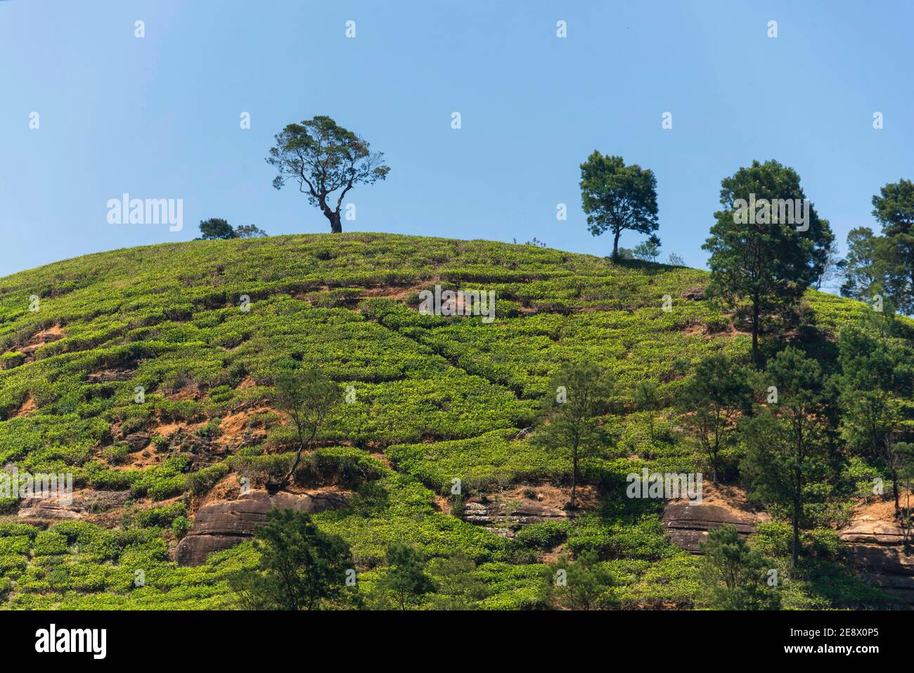Green hills of tea plants at the mountainous are of Sri Lanka.Tea ...