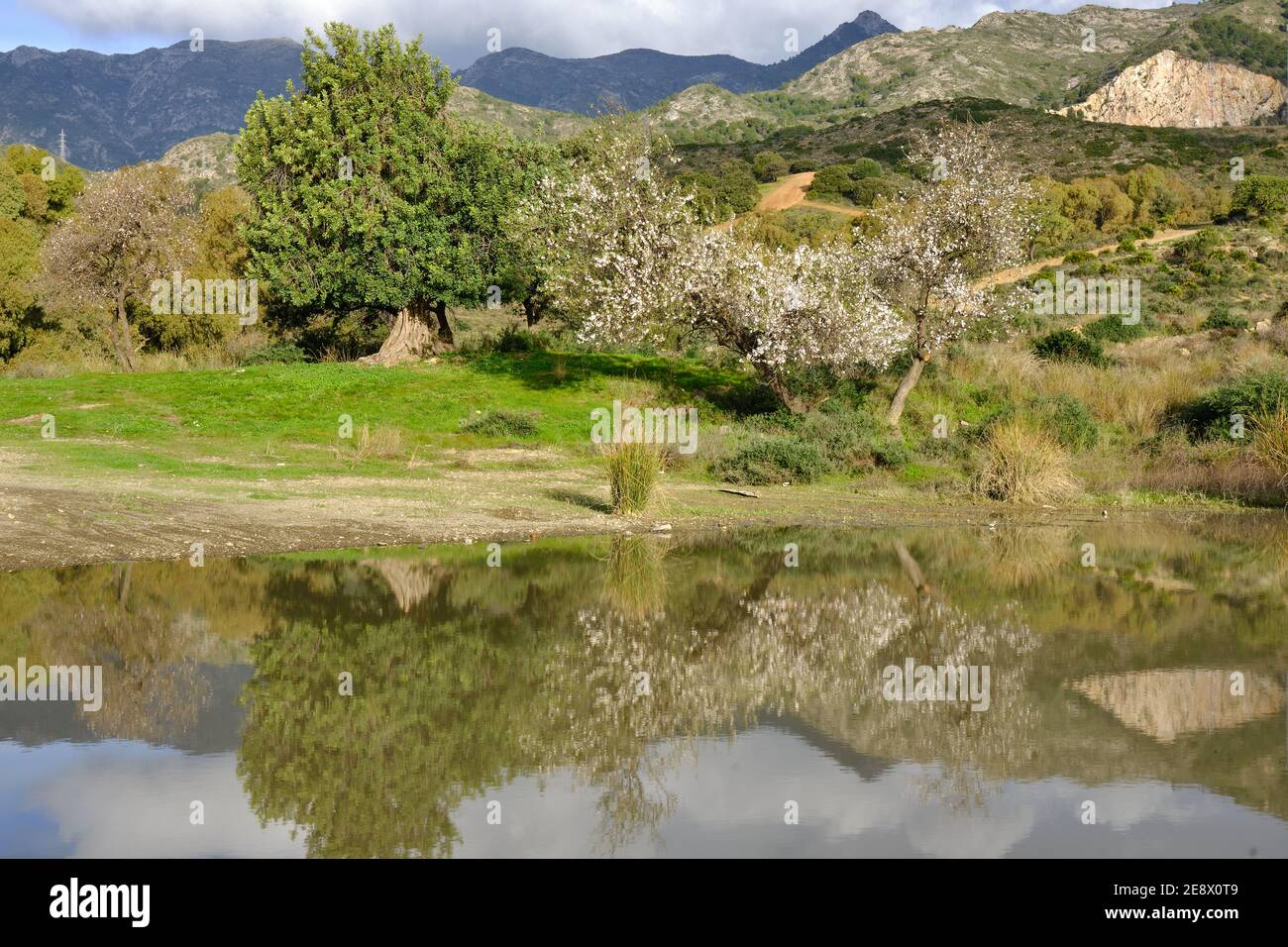 almond tree - Almond orchard in blossom, Malaga, Spain, flowering ...