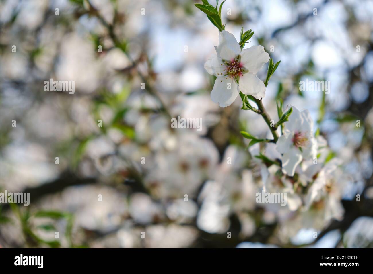 Nut Tree In Bloom High Resolution Stock Photography and Images - Alamy