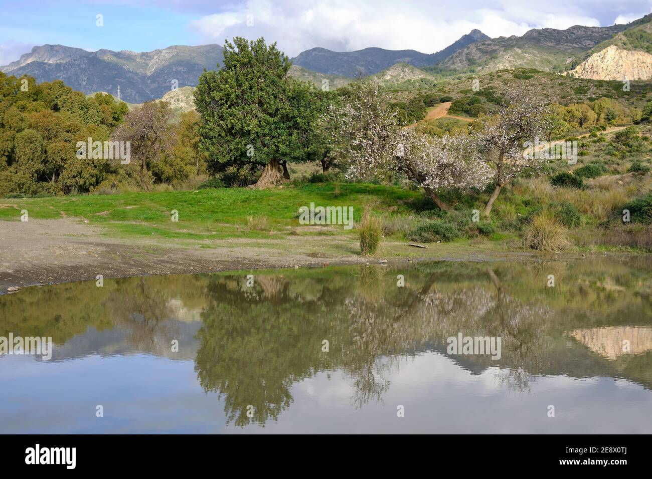 almond tree - Almond orchard in blossom, Malaga, Spain, flowering ...