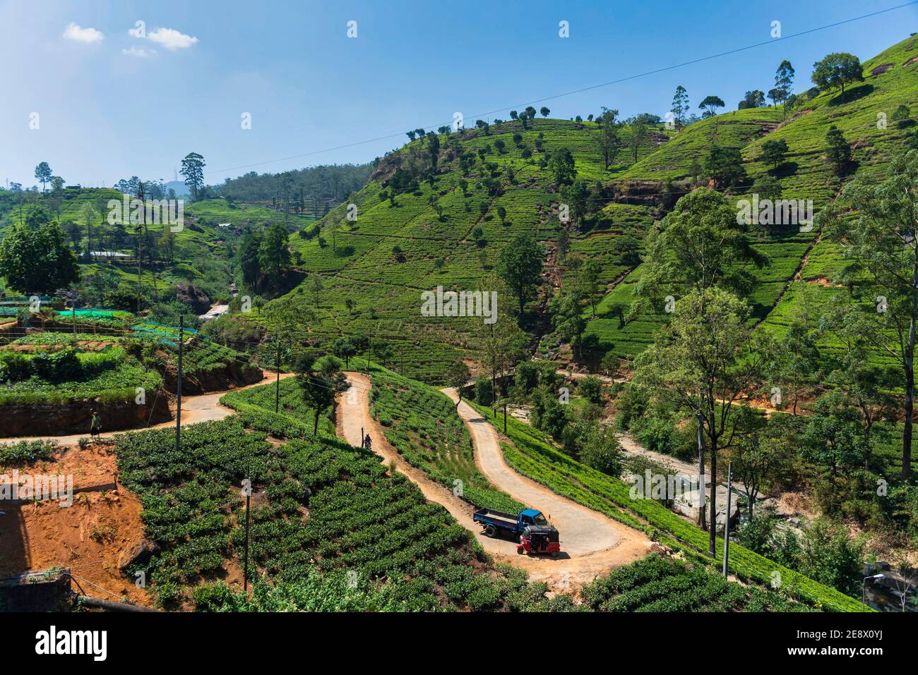 Green hills of tea plants at the mountainous are of Sri Lanka.Tea ...
