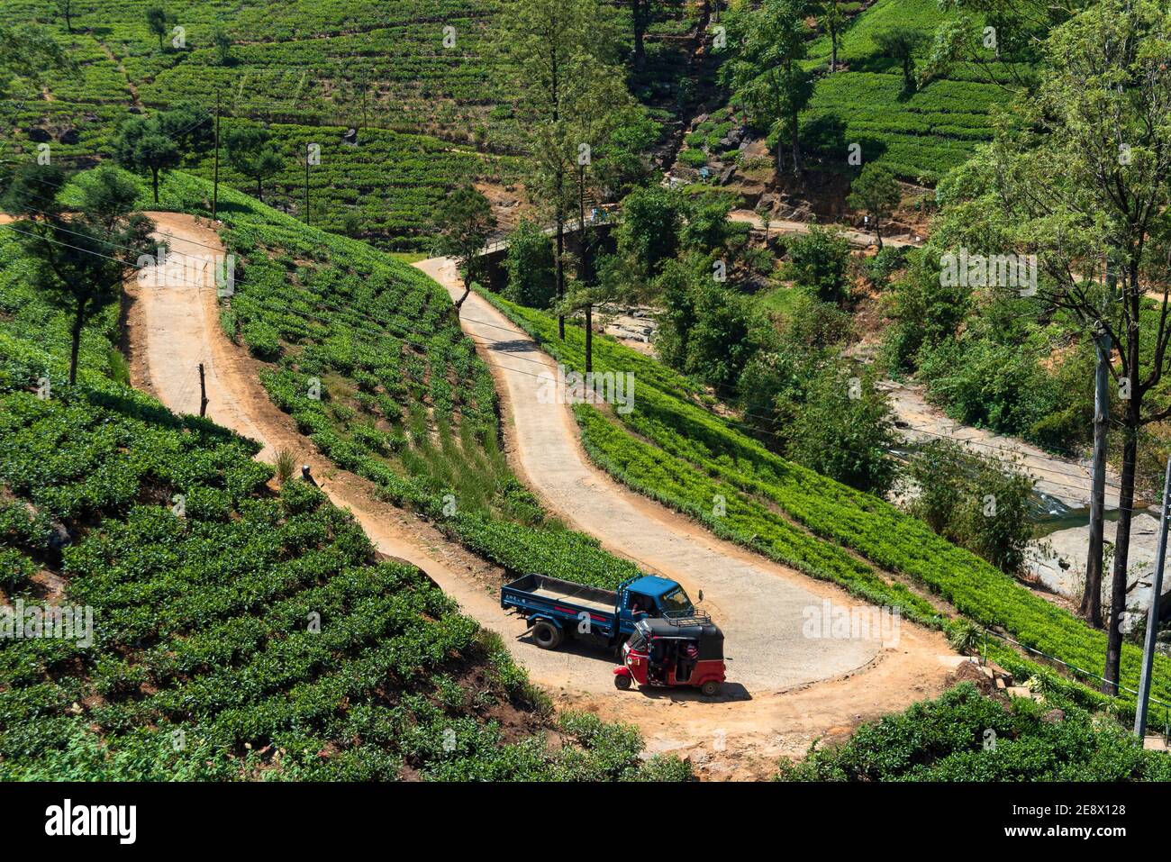 Green hills of tea plants at the mountainous are of Sri Lanka.Tea ...
