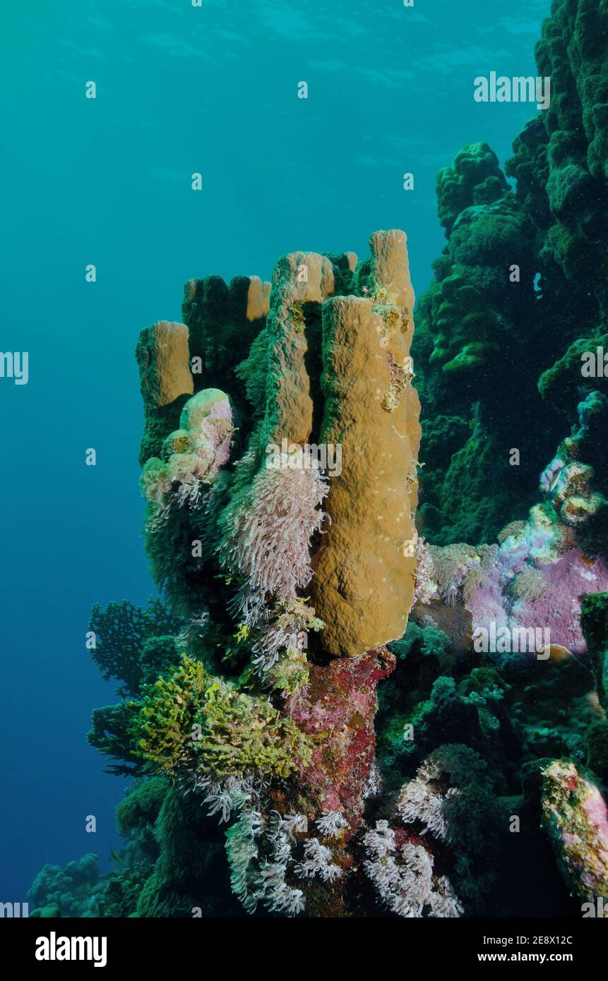 Porites sp., porites coral, Porenkoralle, Utopia Beach, Red Sea, Egypt ...