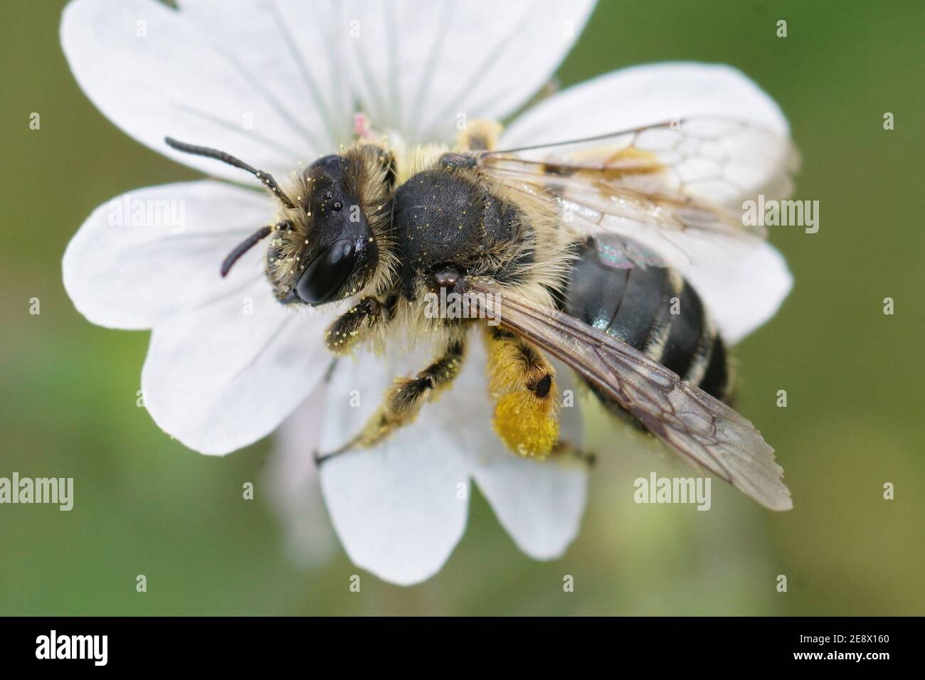 A female yellow legged mining bee, Andrena flavipes on a white Stock ...
