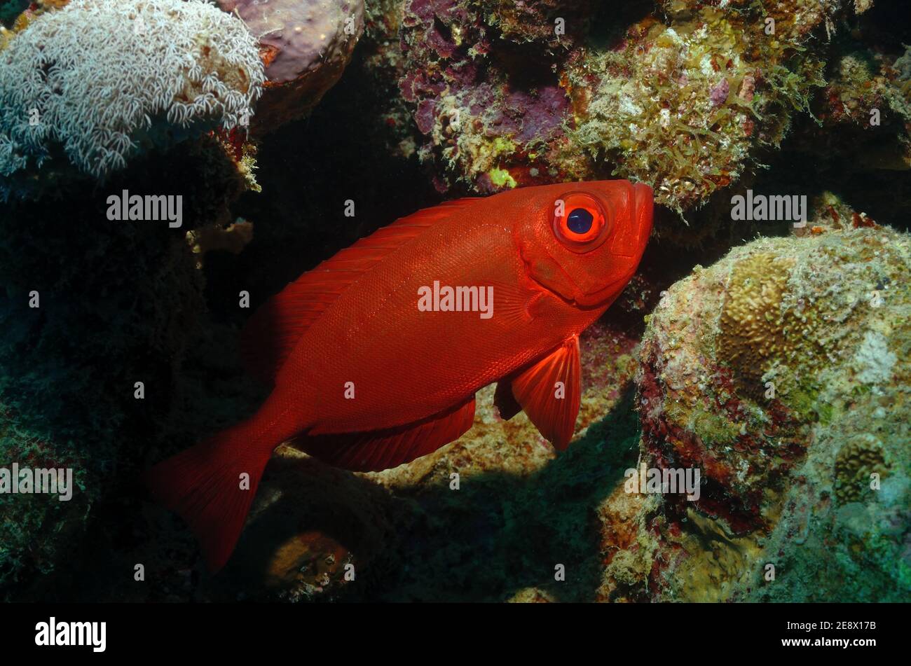 Rotes meer riff hi-res stock photography and images - Alamy