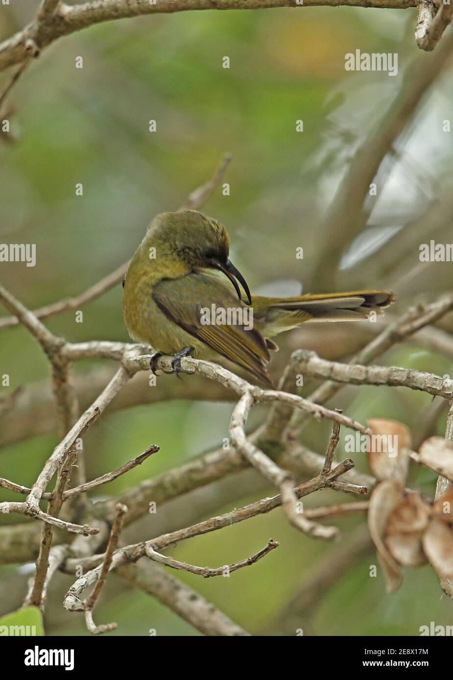 Olive sunbird cyanomitra olivacea hi-res stock photography and images ...