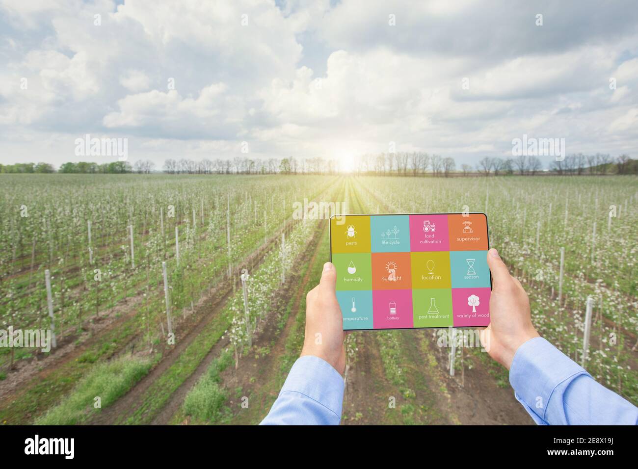 Smart farming and agritech. Farmer using tablet computer app for ...