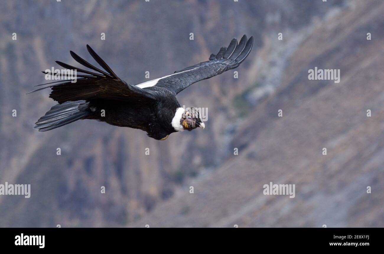 Male andean condor seen in Peru Stock Photo - Alamy