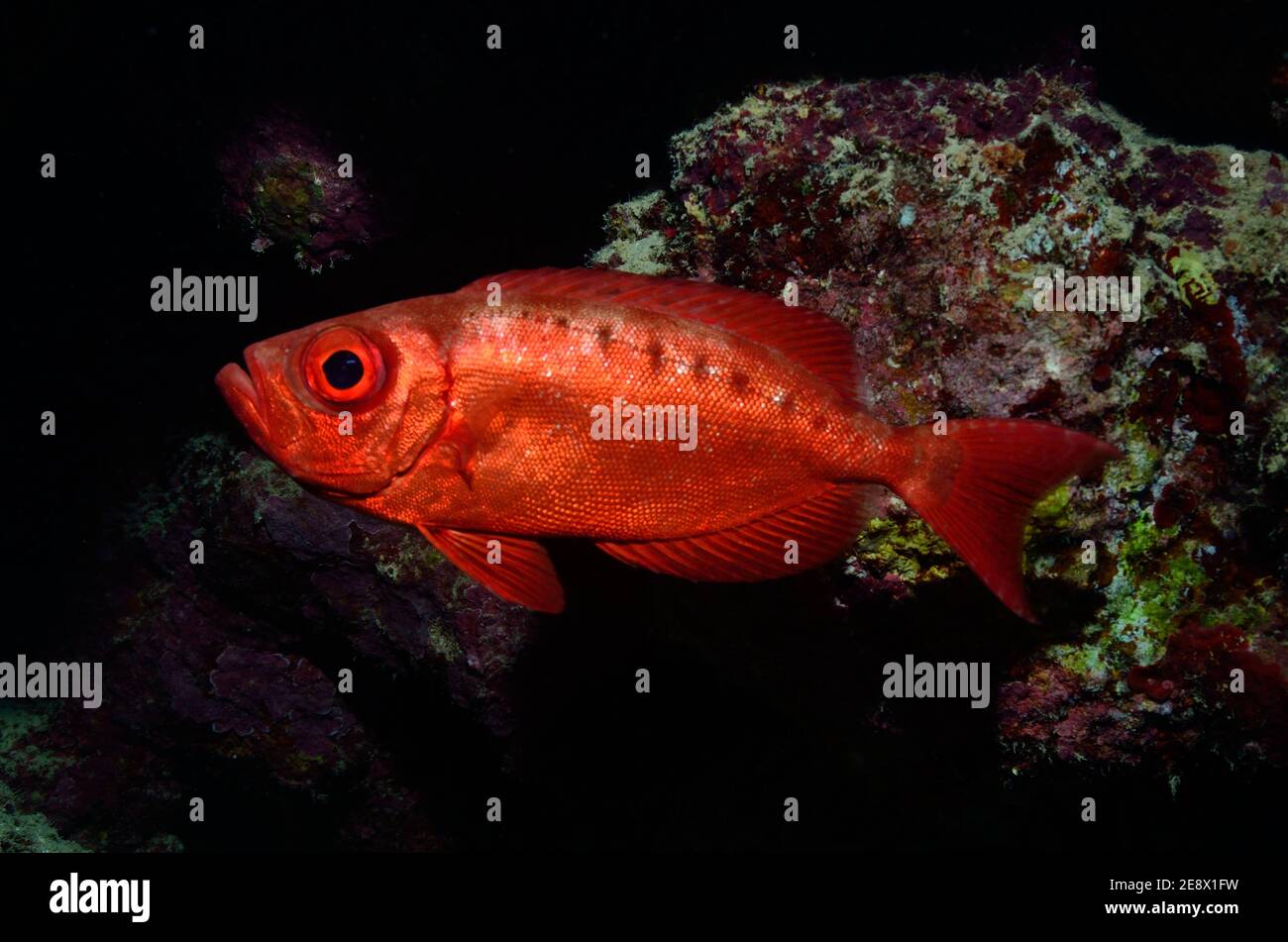 Rotes meer riff hi-res stock photography and images - Alamy