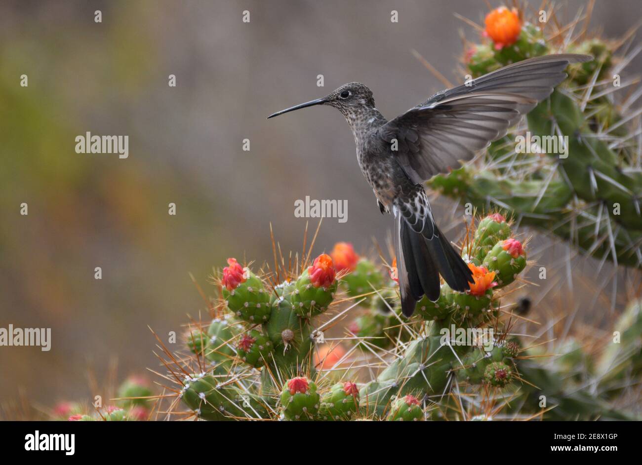 The largest hummingbird in the world, the giant hummingbird. Peru Stock ...