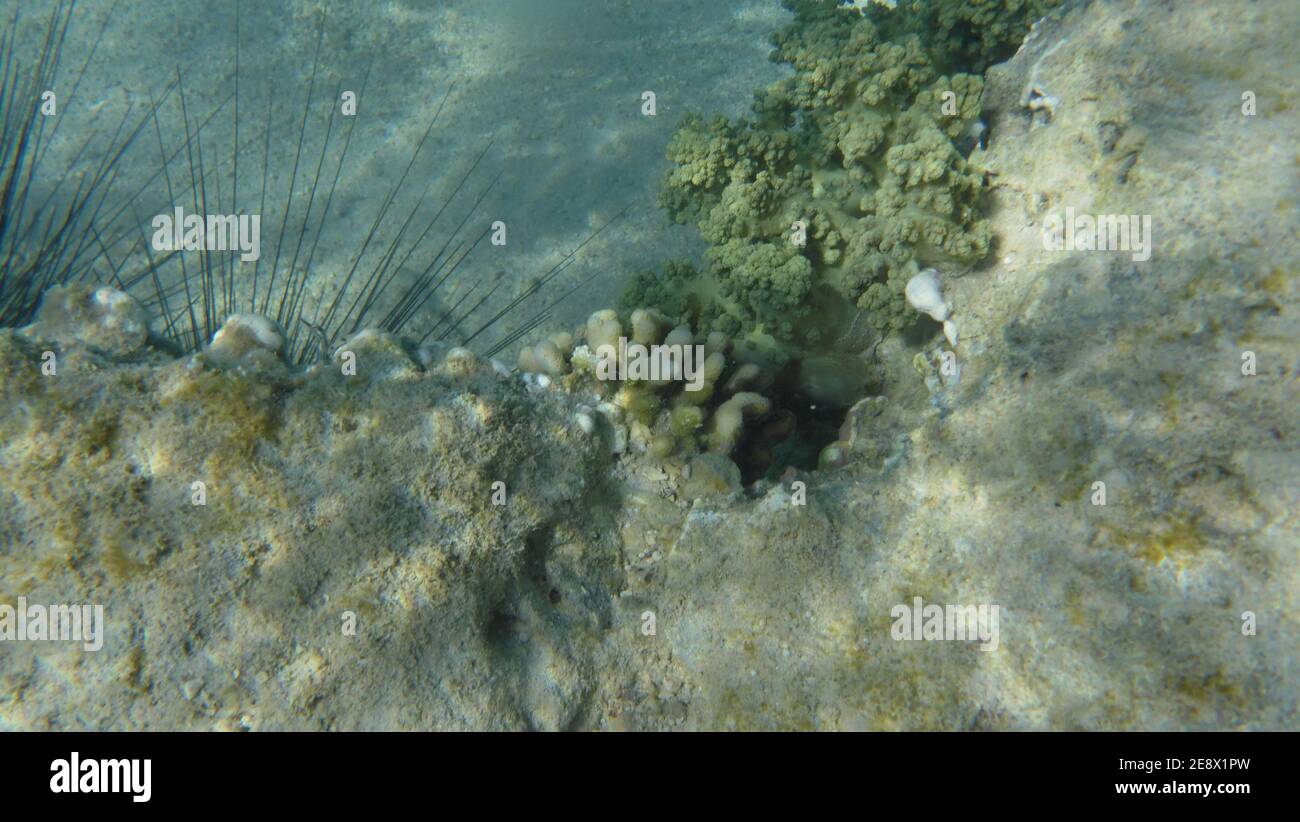 Seeigel strand hi-res stock photography and images - Alamy