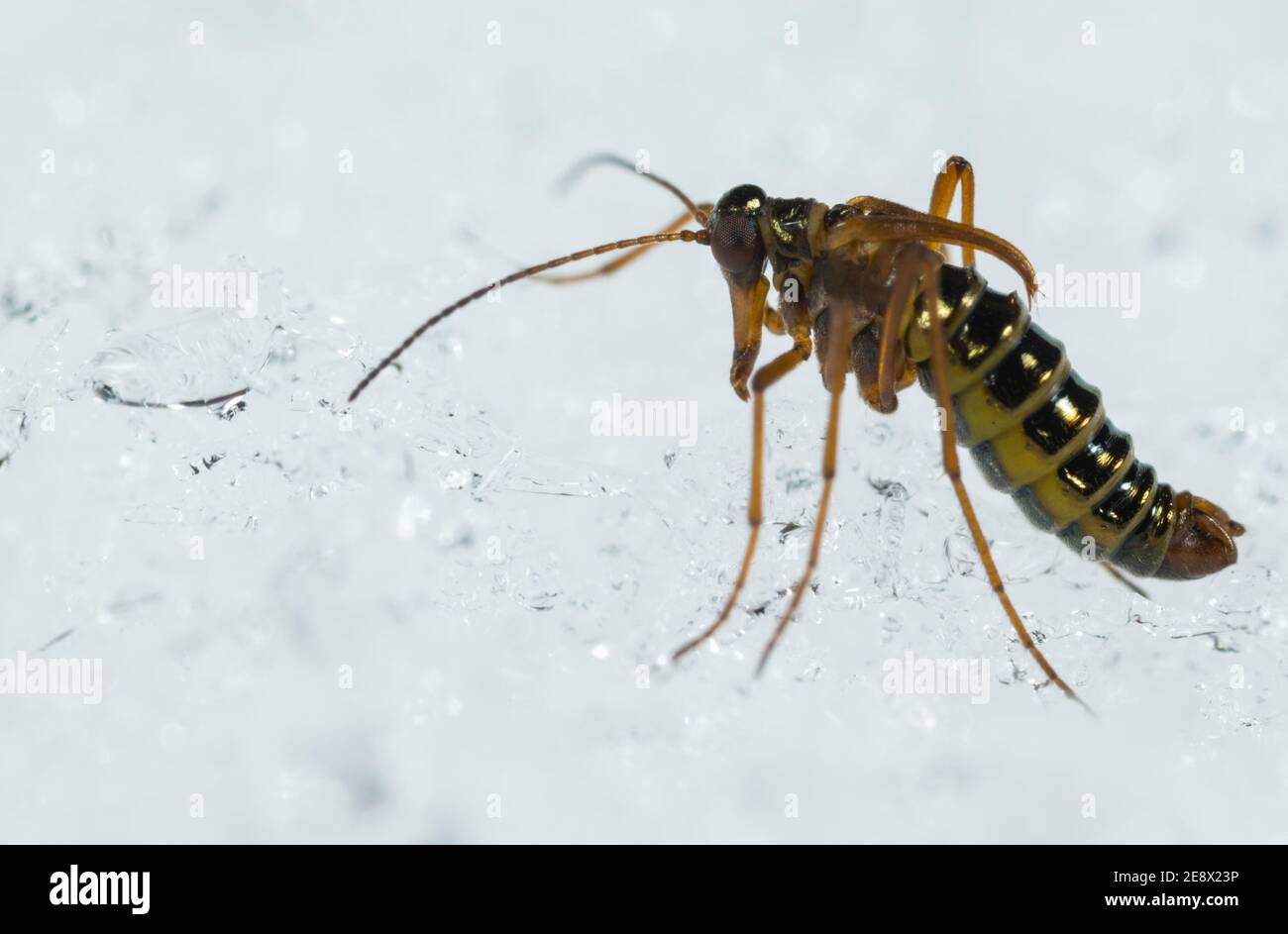 Snow flea hi-res stock photography and images - Alamy