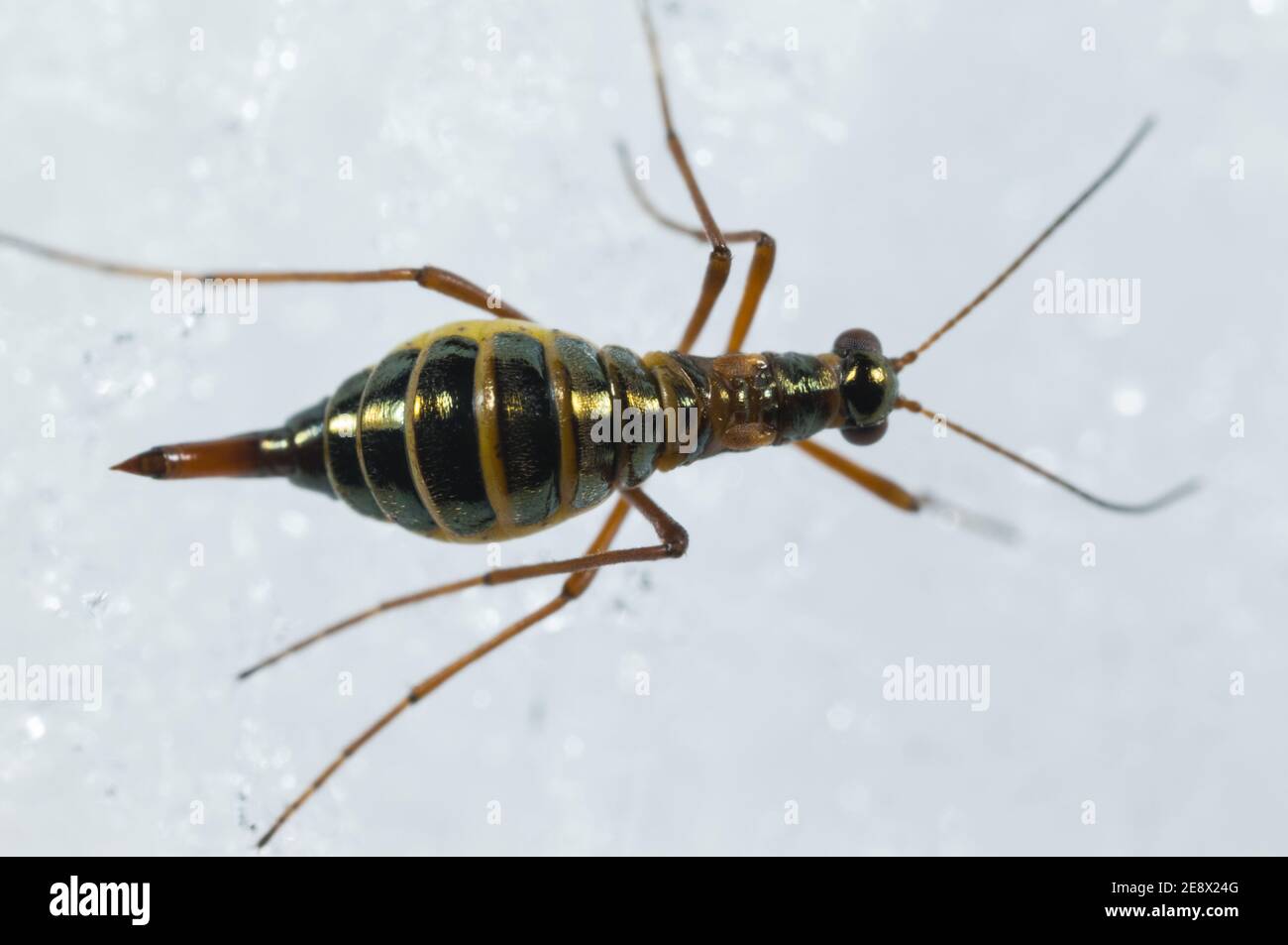 Snow flea (Boreus westwoodi) walking on snow Stock Photo - Alamy