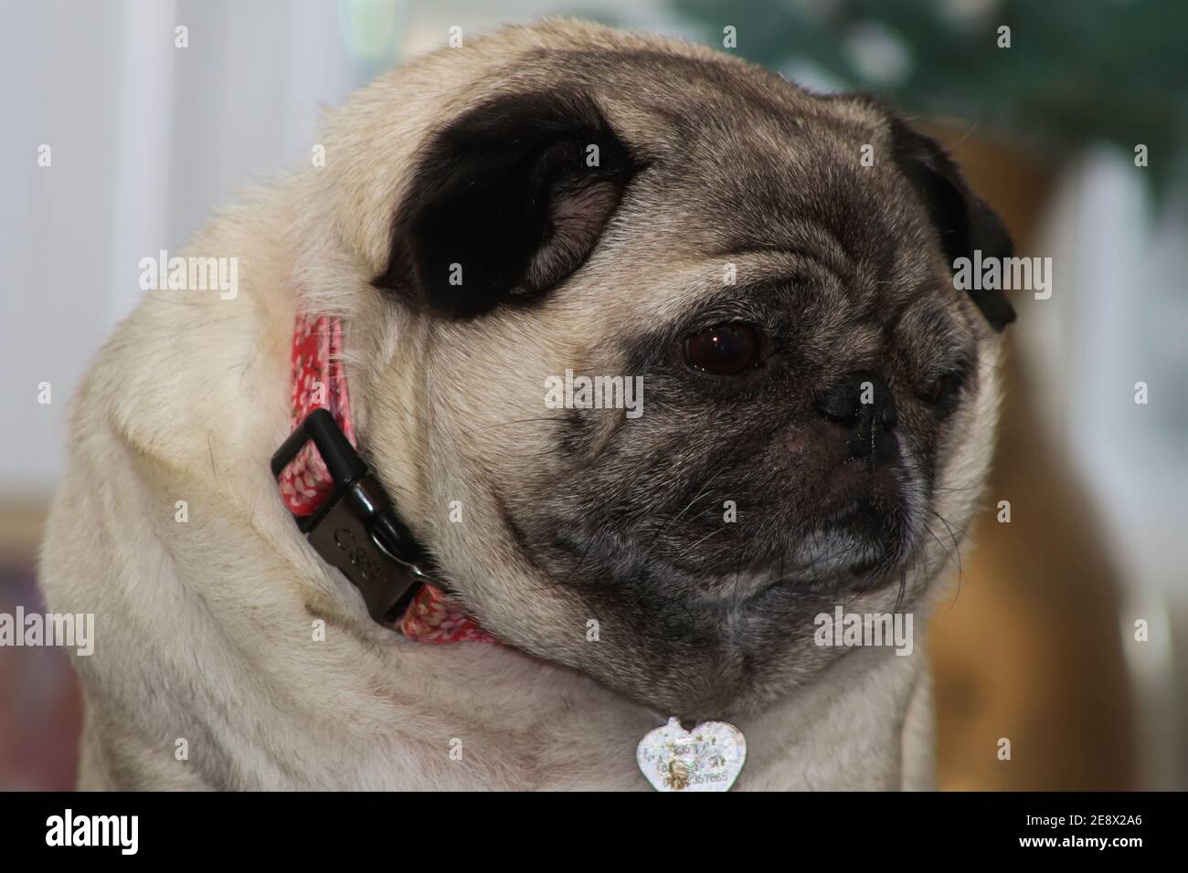 Female pug hi-res stock photography and images - Alamy
