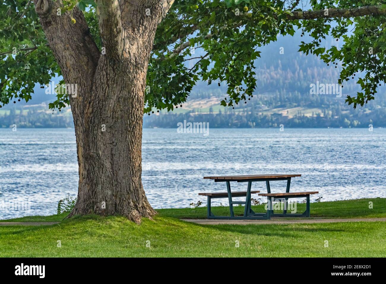 Recreational area under the crown of big chestnut tree with the lake ...