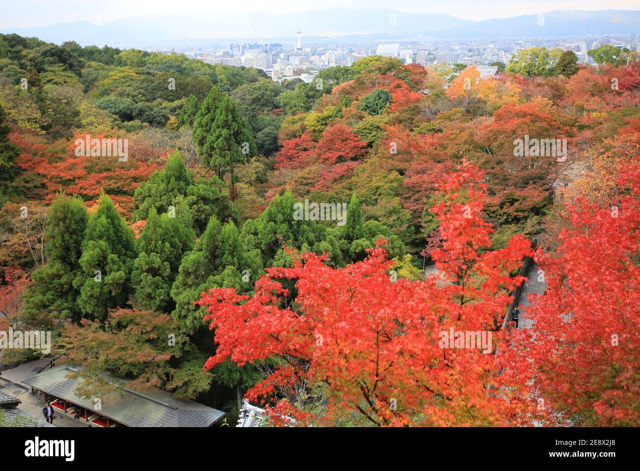 red maple tree falling in kyoto garden Stock Photo - Alamy