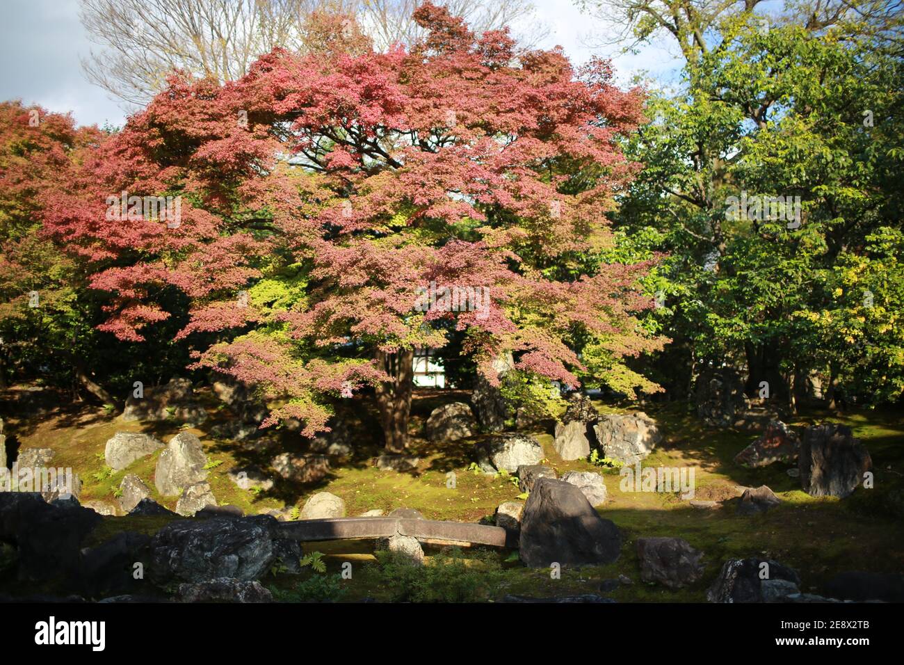 red maple tree falling in kyoto garden Stock Photo - Alamy