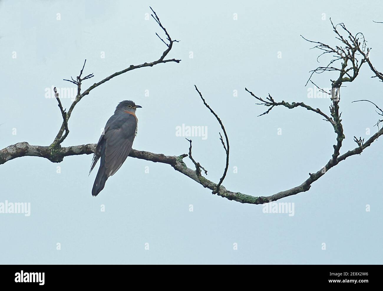 Red-chested Cuckoo (Cuculus solitarius) adult male perched on branch ...