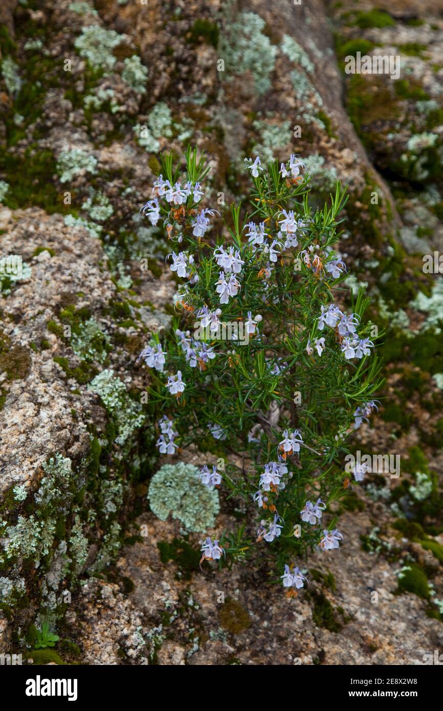 Romero en flor hi-res stock photography and images - Alamy
