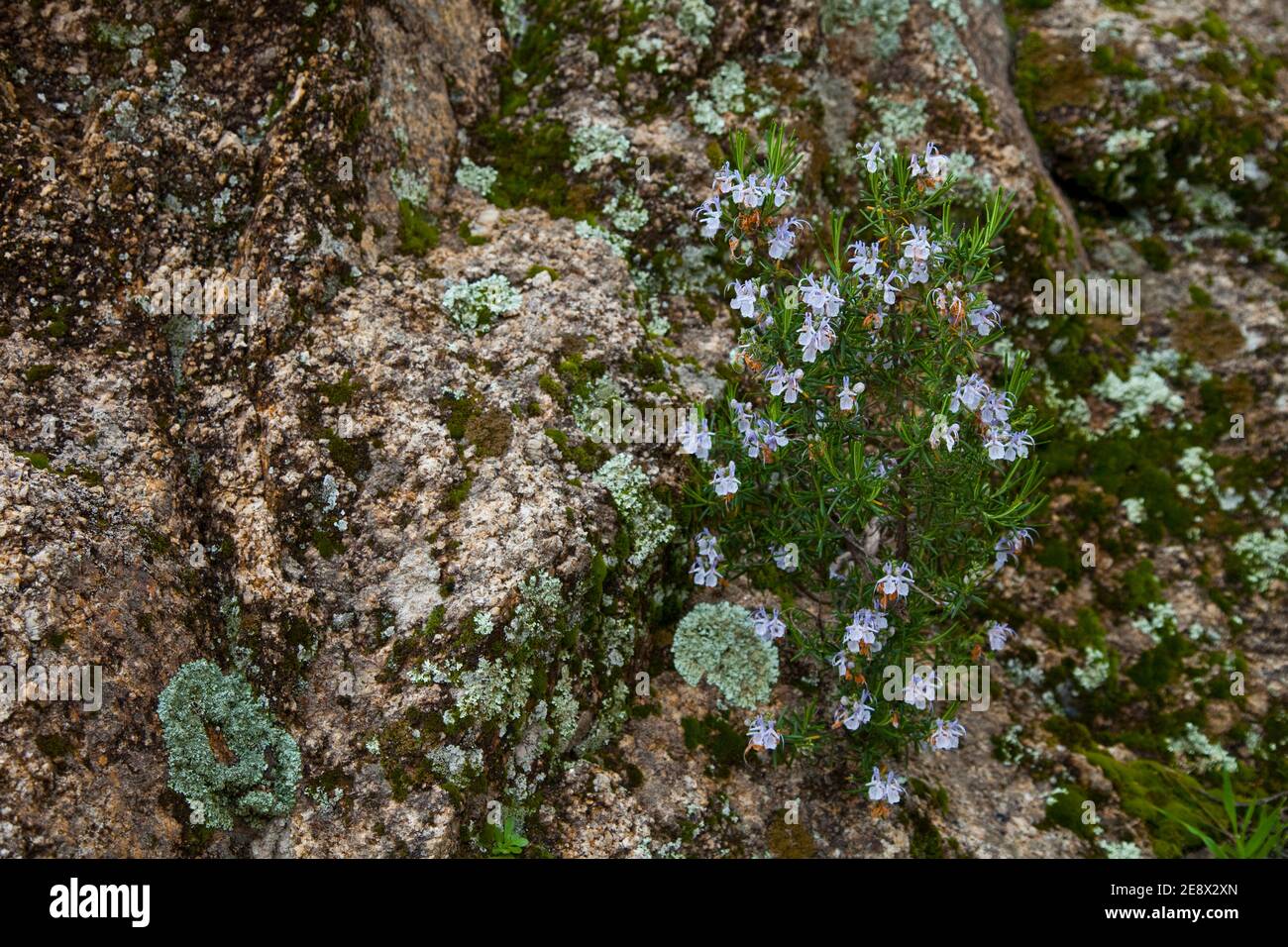 Romero en flor hi-res stock photography and images - Alamy