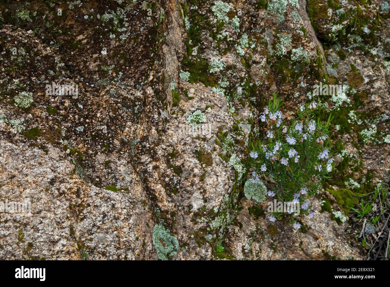 Flor de romero hi-res stock photography and images - Alamy