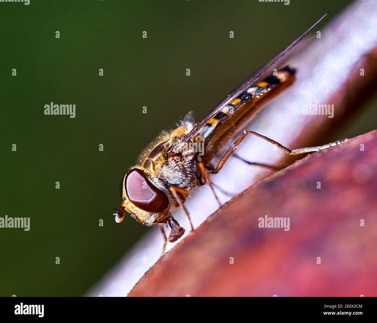 Spotted wing hoverfly hi-res stock photography and images - Alamy