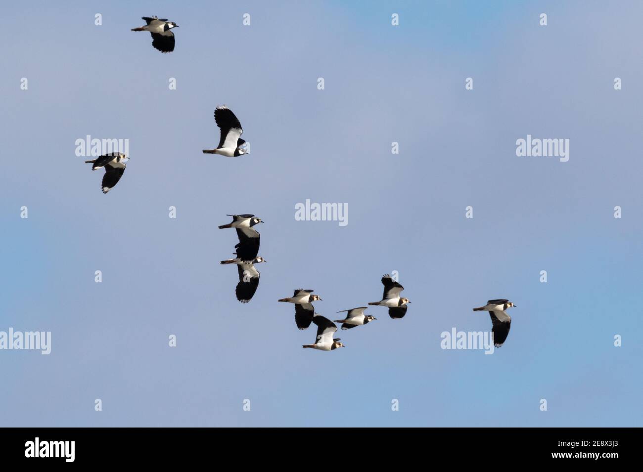 Lapwing in a winter sky hi-res stock photography and images - Alamy