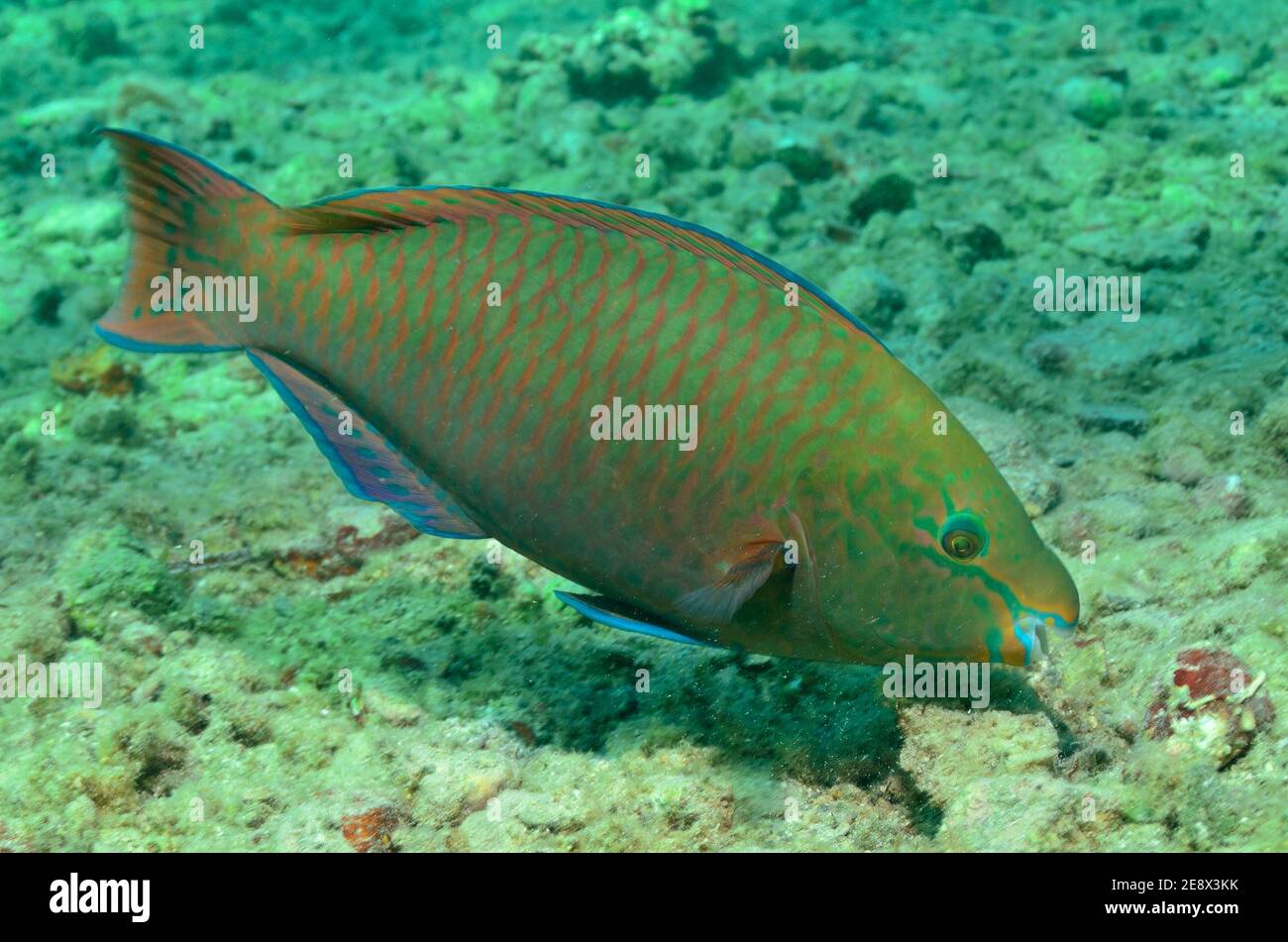 Six banded parrotfish hi-res stock photography and images - Alamy