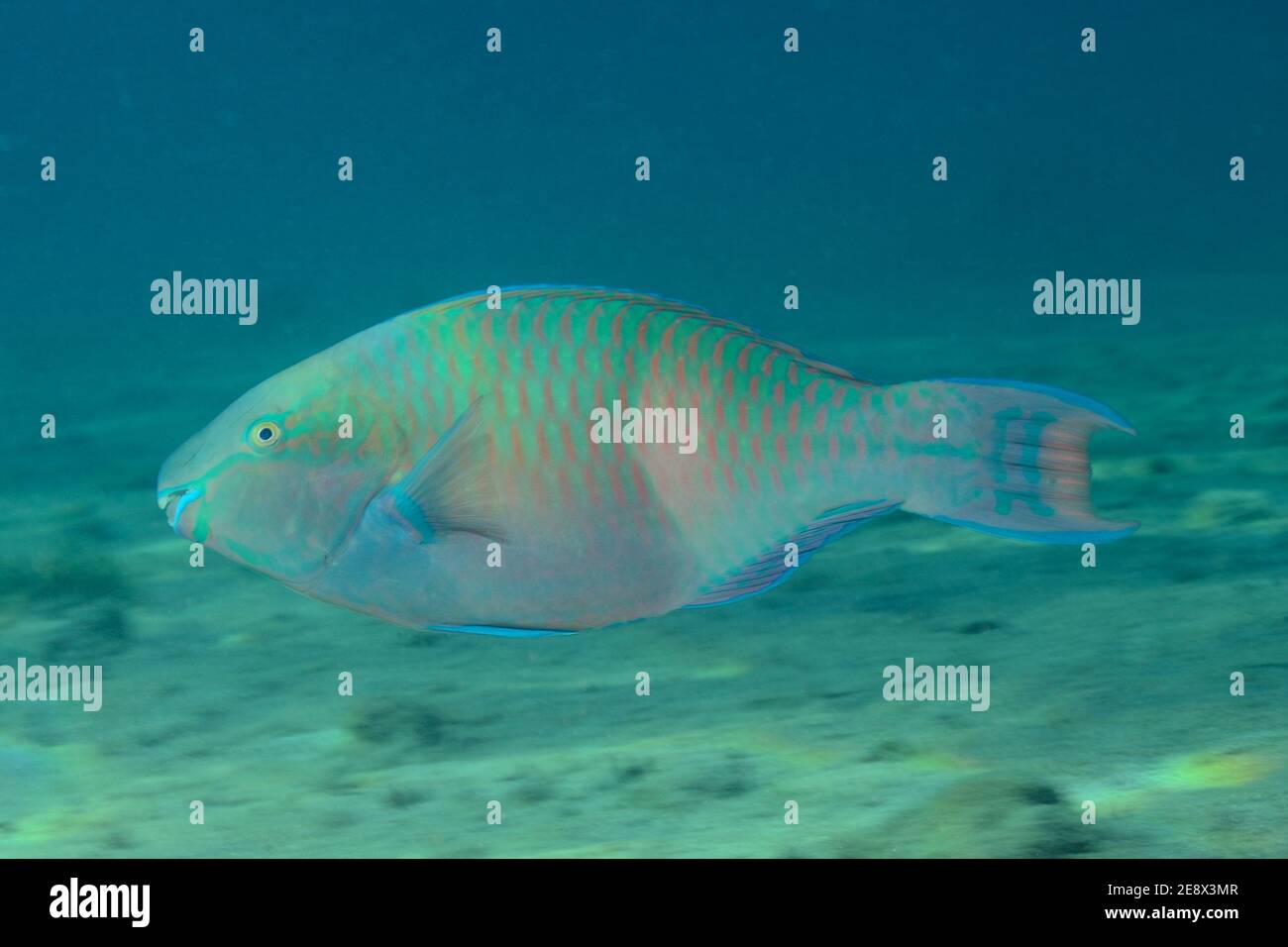 Purple parrot fish hi-res stock photography and images - Alamy