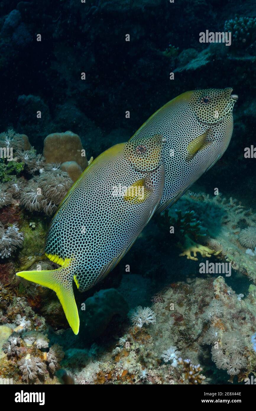 Siganus stellatus, brown-spotted spinefoot, Tüpfel-Kaninchenfisch ...