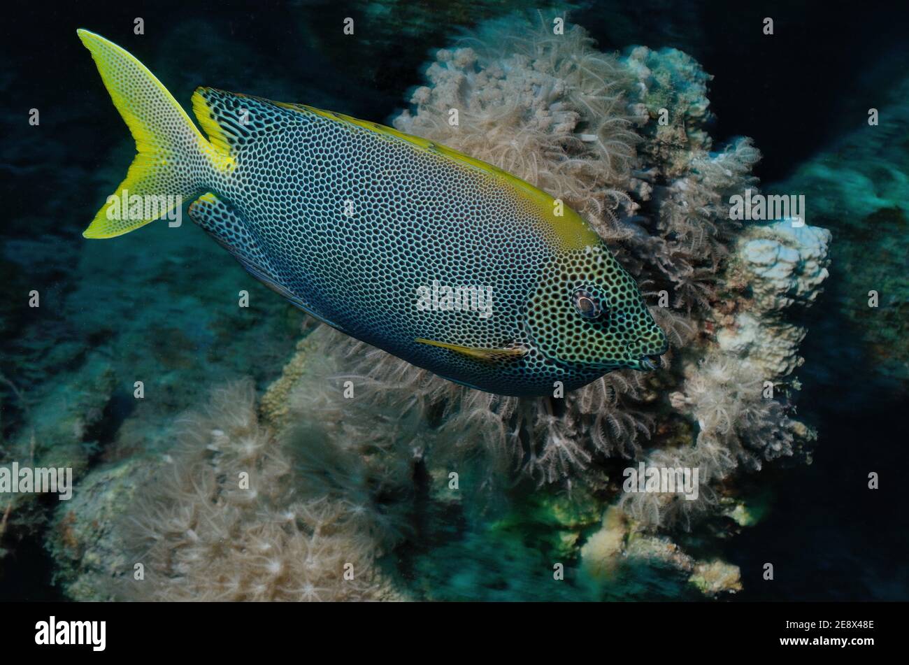 Siganus stellatus, brown-spotted spinefoot, Tüpfel-Kaninchenfisch ...